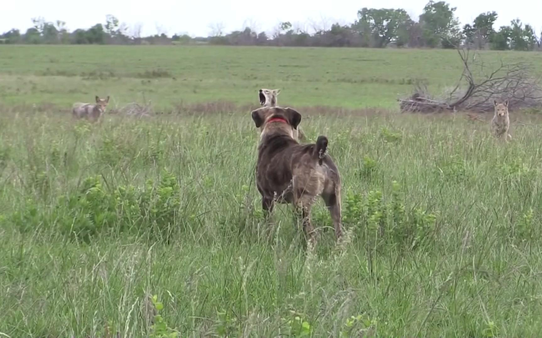 超震撼的狼与狗大战的真实视频,最后结局出乎预料!(美国政府允许每年...