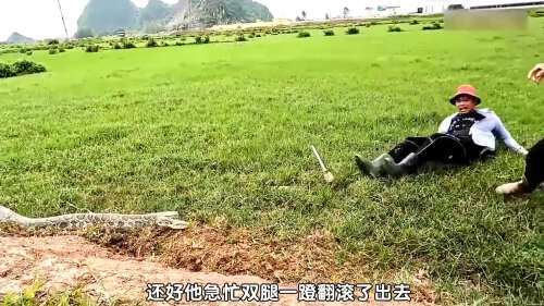 小哥农田干活,草地却突然窜出巨蟒