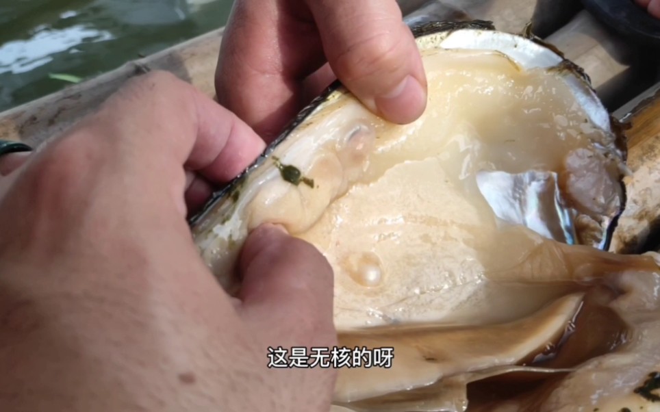 一个蚌壳能开出多少珍珠?形状还各不相同,真好玩