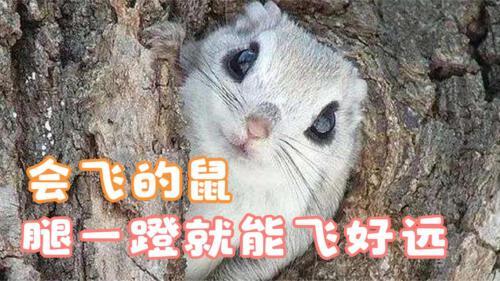 神秘“寒号鸟”长得像大老鼠,腿一蹬就能飞60米远