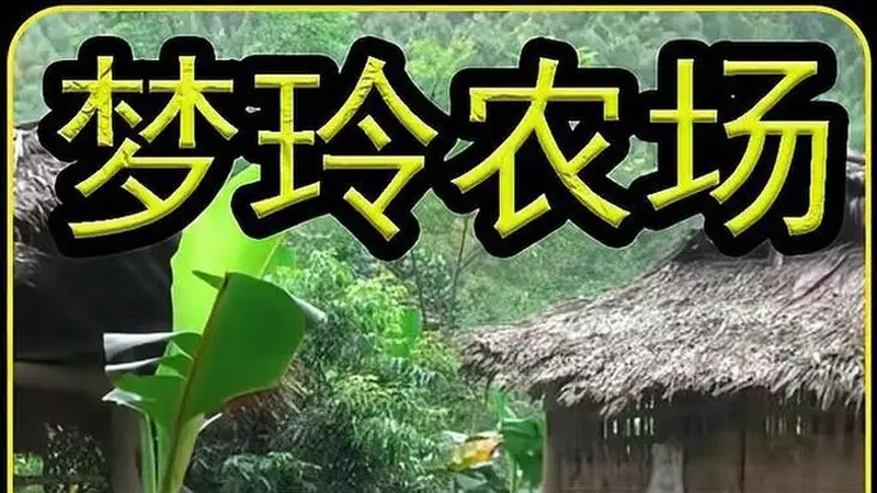 在大山里采摘的木薯,竟然是珍珠奶茶的原材料