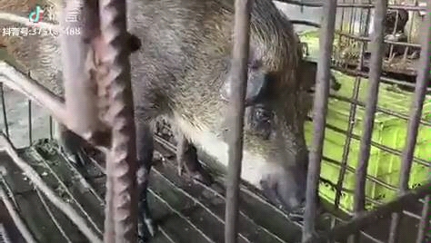 感动…屠宰时被救下,猪妈妈下跪感恩!