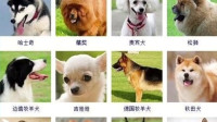 宠物狗品种大全