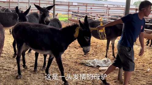 发情母驴穿卓别林鞋走路搞笑,胖哥骑上就张大嘴,把他当同类了?
