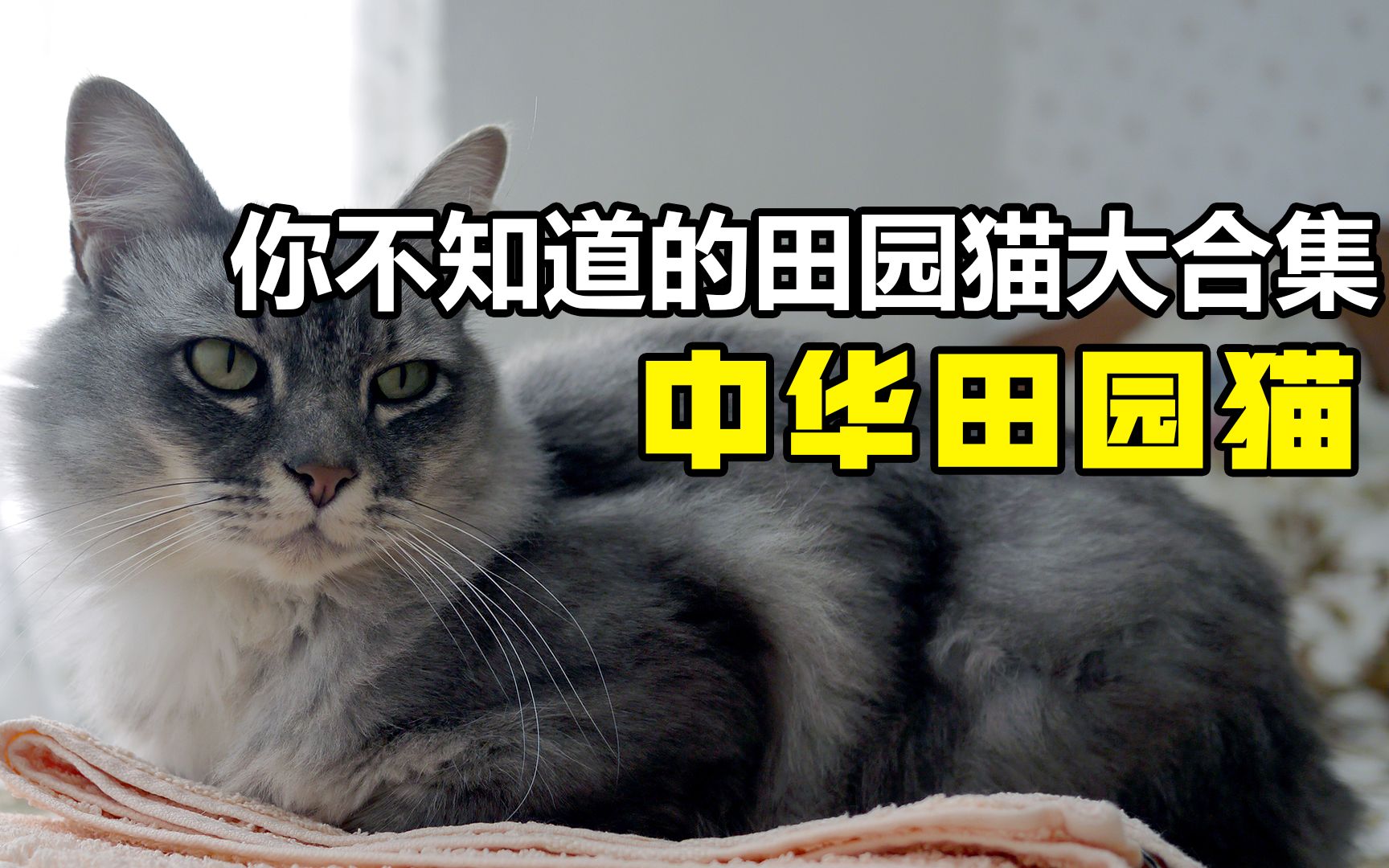 中华田园猫大合集,快来看看你养的是什么猫