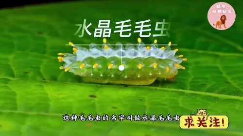 晶毛毛虫:毛茸茸界的透明Q弹新星