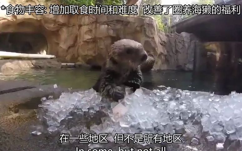 【海獭宣传周:海獭丰容】2020-09-23,美国明尼苏达动物园