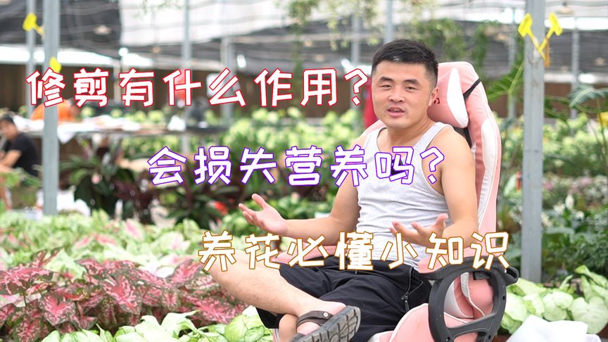 修剪有什么作用?会损失植物的营养吗?养花必懂小知识。