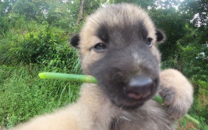 圆锥曲线中的富瑞吉定理