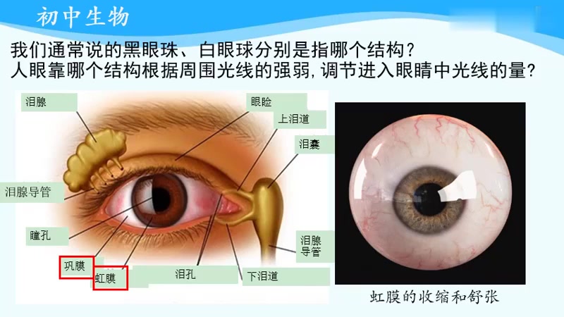 初中生物九年级生物总复习(领知识点课件习题 看我动态) 人教版 初三...