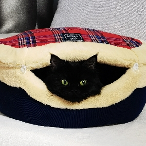 猫鱼糖和老爹 