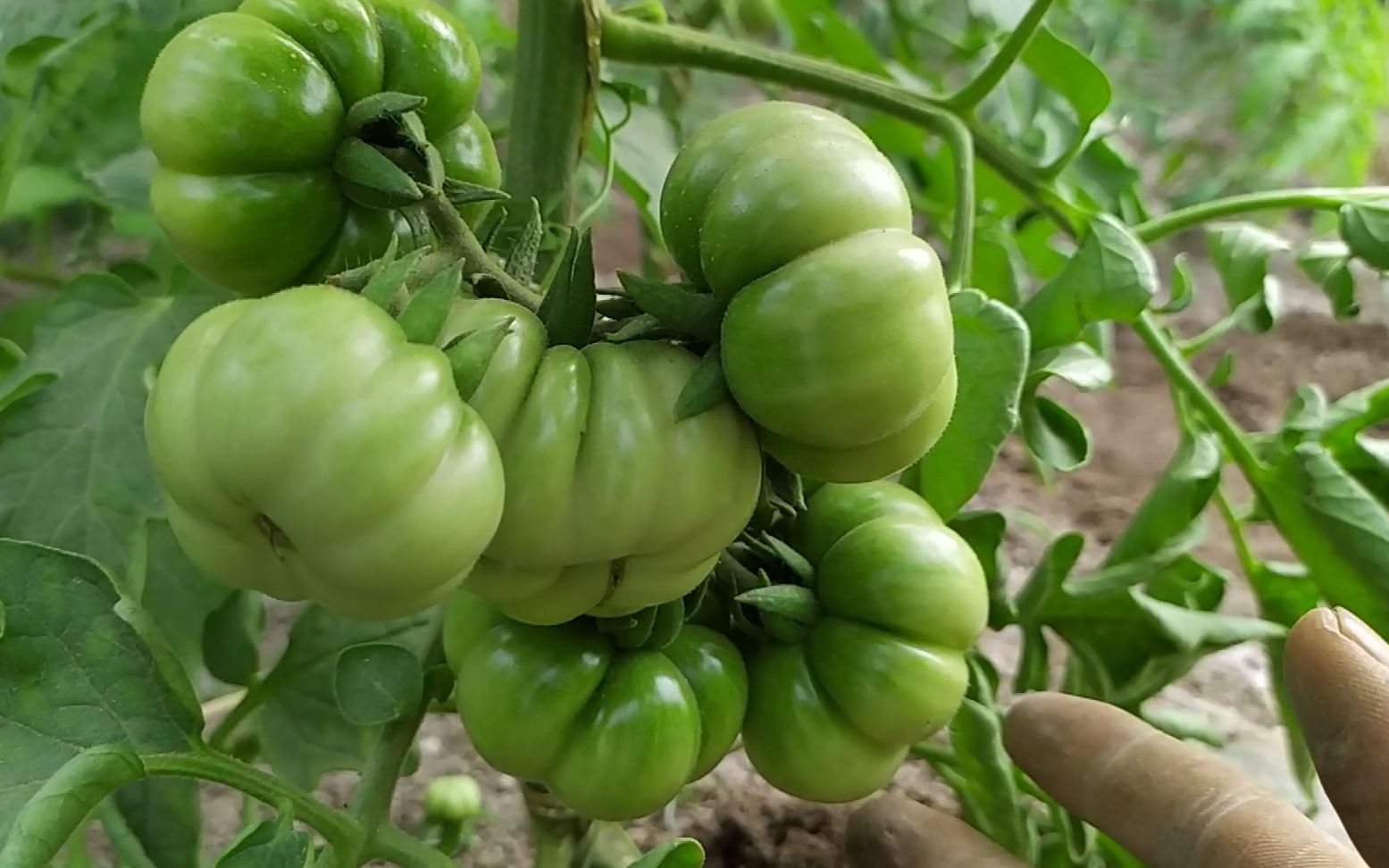 番茄不结果?很大原因可能是授粉不成功。