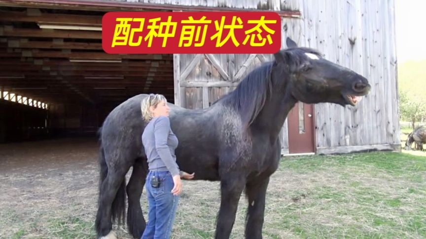马儿配种前,女子不停地给它梳理毛发#动物世界