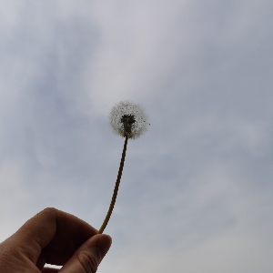老老实实的老师 