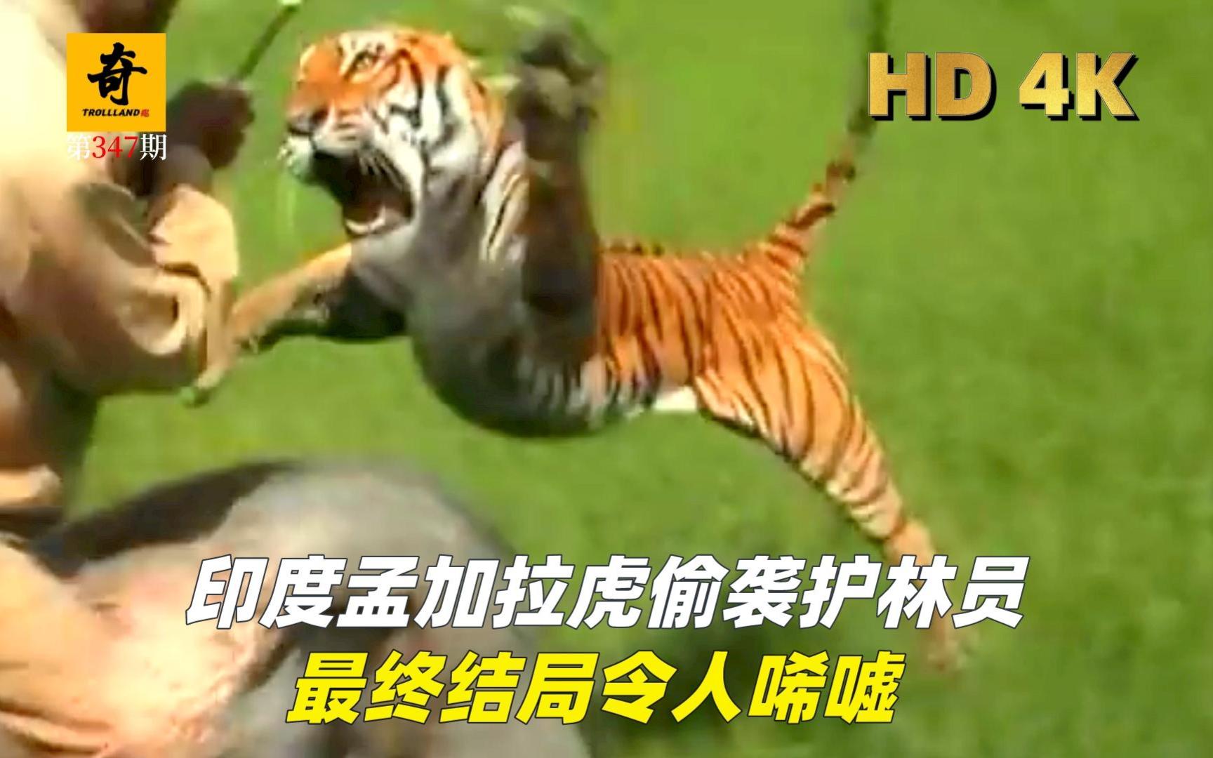 纪录片解说,印度孟加拉猛虎偷袭护林员,最后结局令人唏嘘
