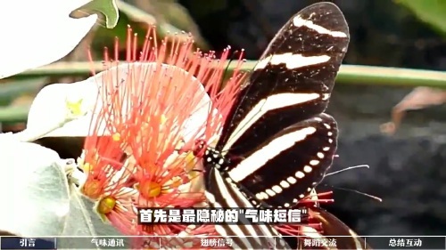 蝴蝶传递信息的方式有哪些