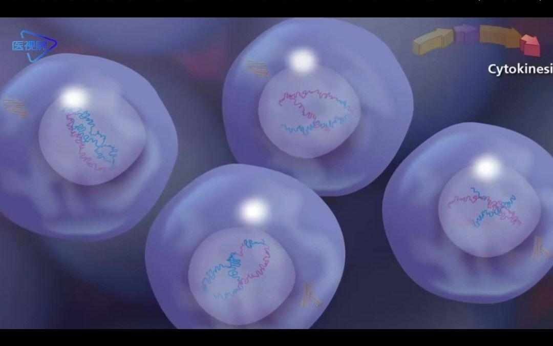 动画演示:减数分裂与有丝分裂(下)