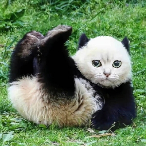 禾苗阿苗 