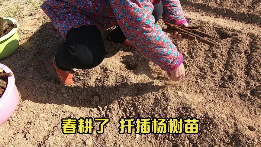春耕了,一根条母明年就是一颗杨树苗,这样扦插的杨树成活率高。