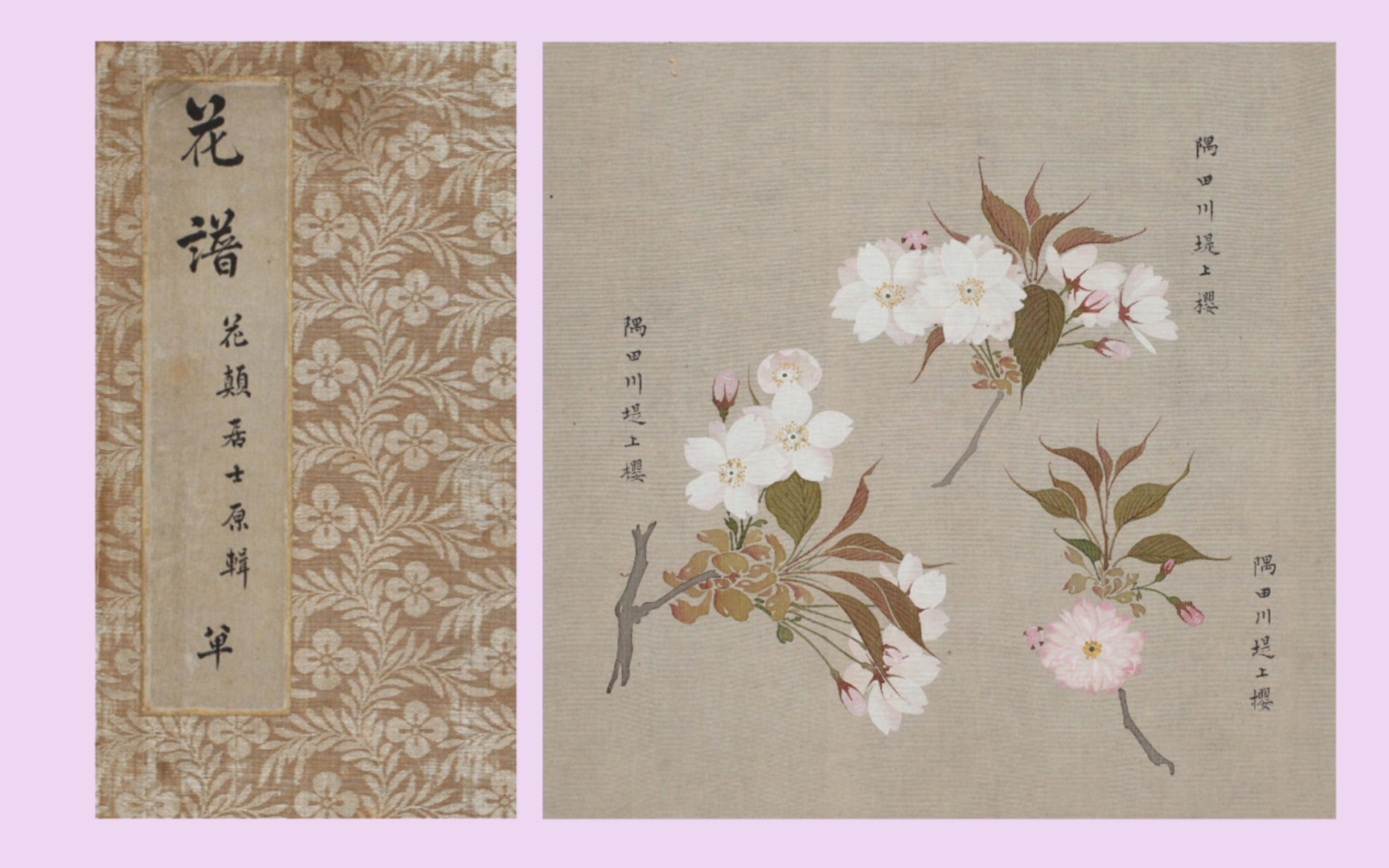 画册‖日本江户时代和风樱花谱