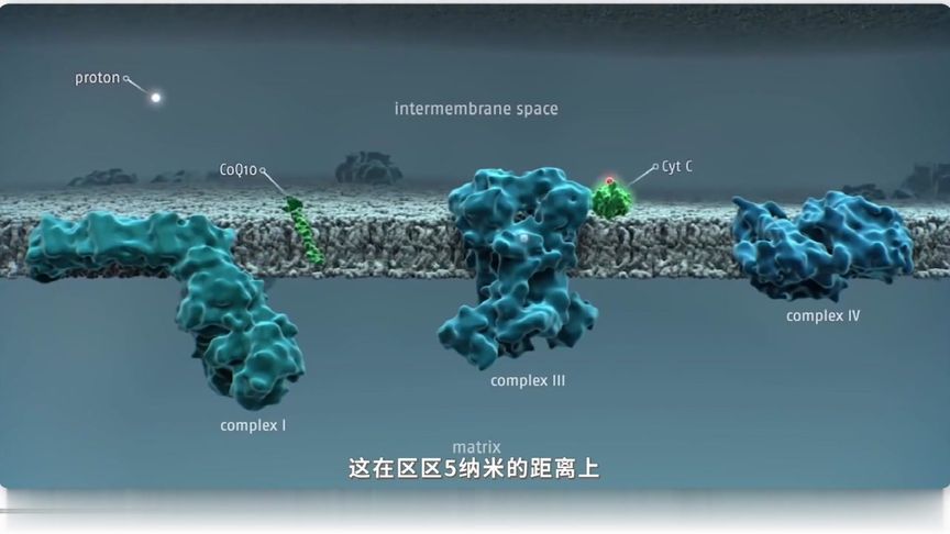 进入细胞看看线粒体如何工作,就行一个工厂,身体的能量来源