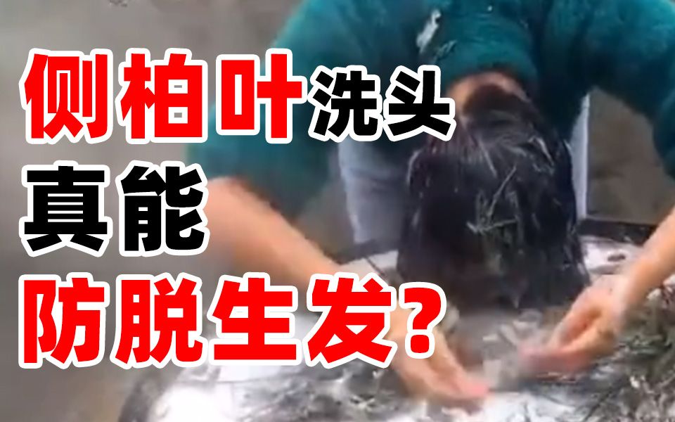 侧柏叶洗头可以生发,有科学依据吗?