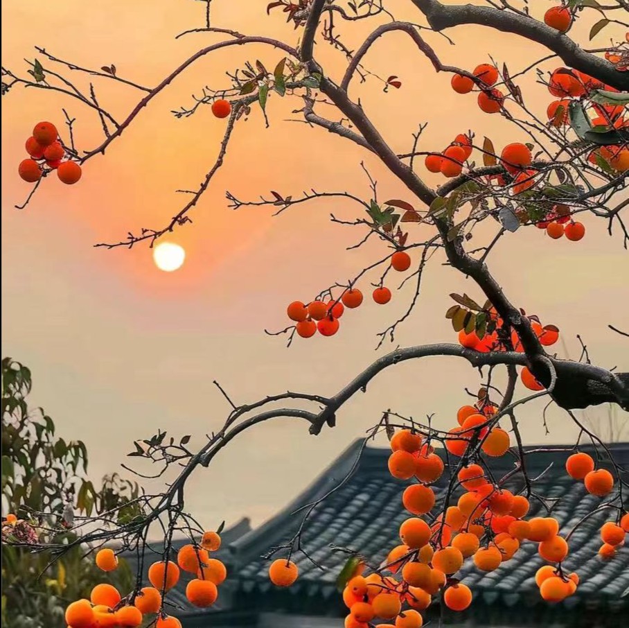 1枫桥夜泊梦江南 
