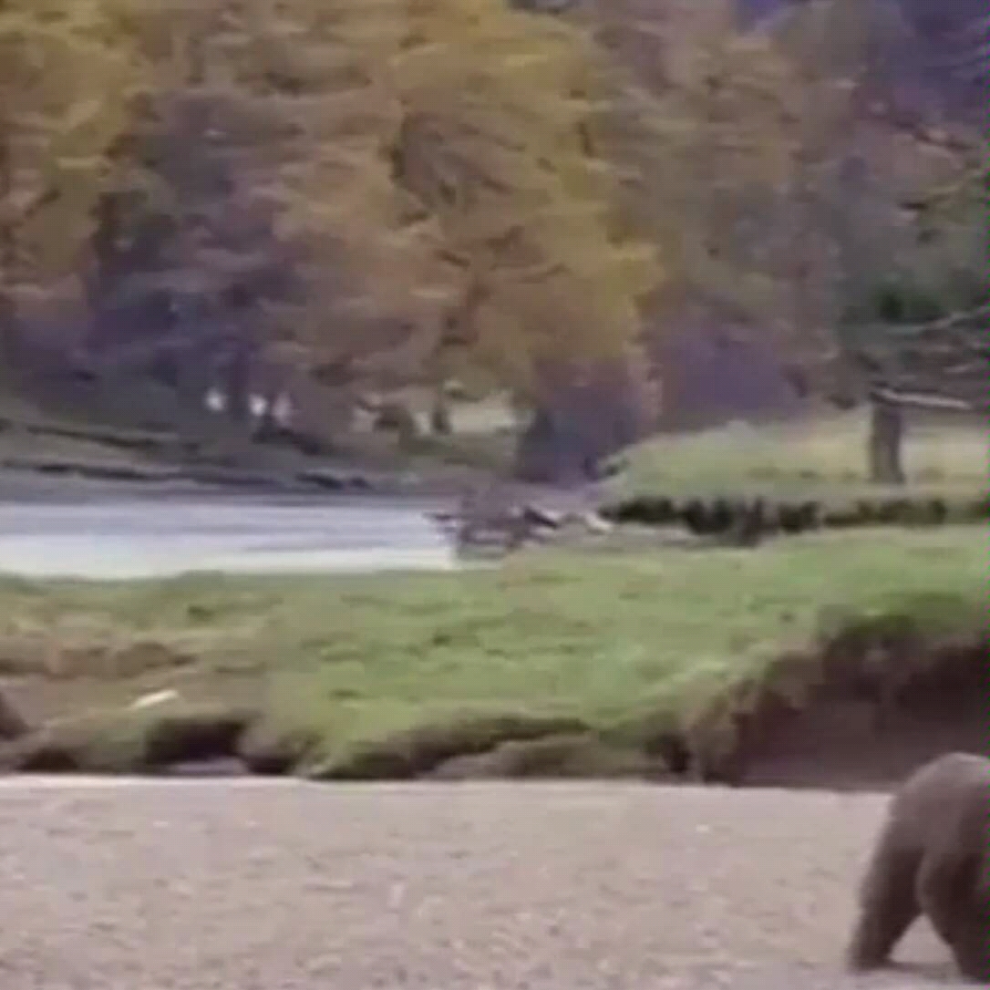 功夫熊pk战斗民族,乌拉