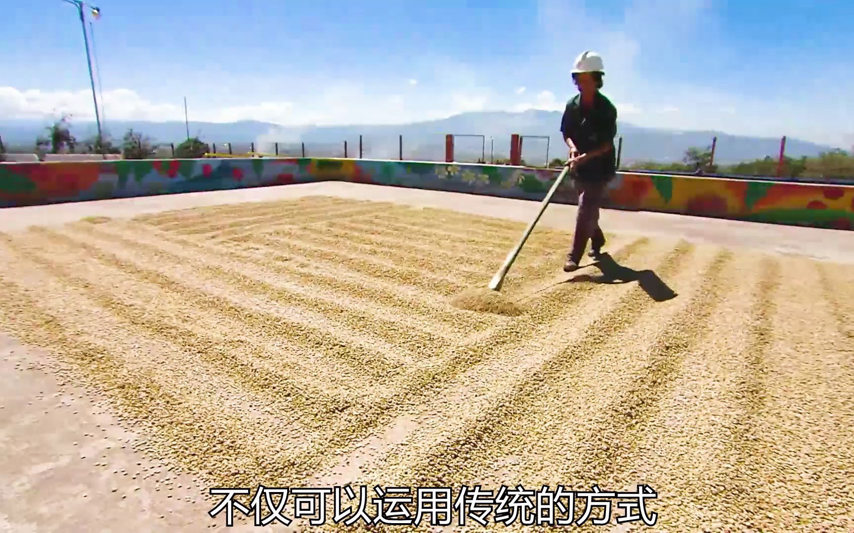 原来咖啡豆的生长需要这么长时间。