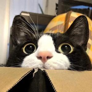 霹雳熊猫丶