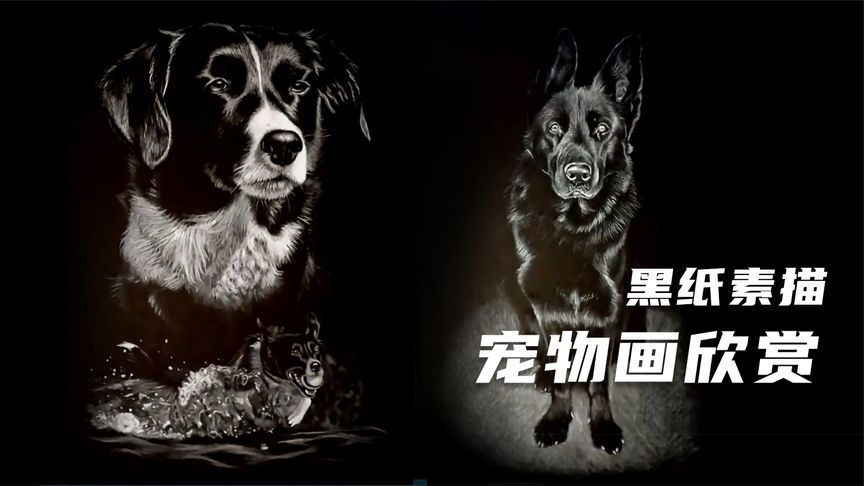 黑纸上的素描 宠物狗绘画 黑与白的艺术 简单易学