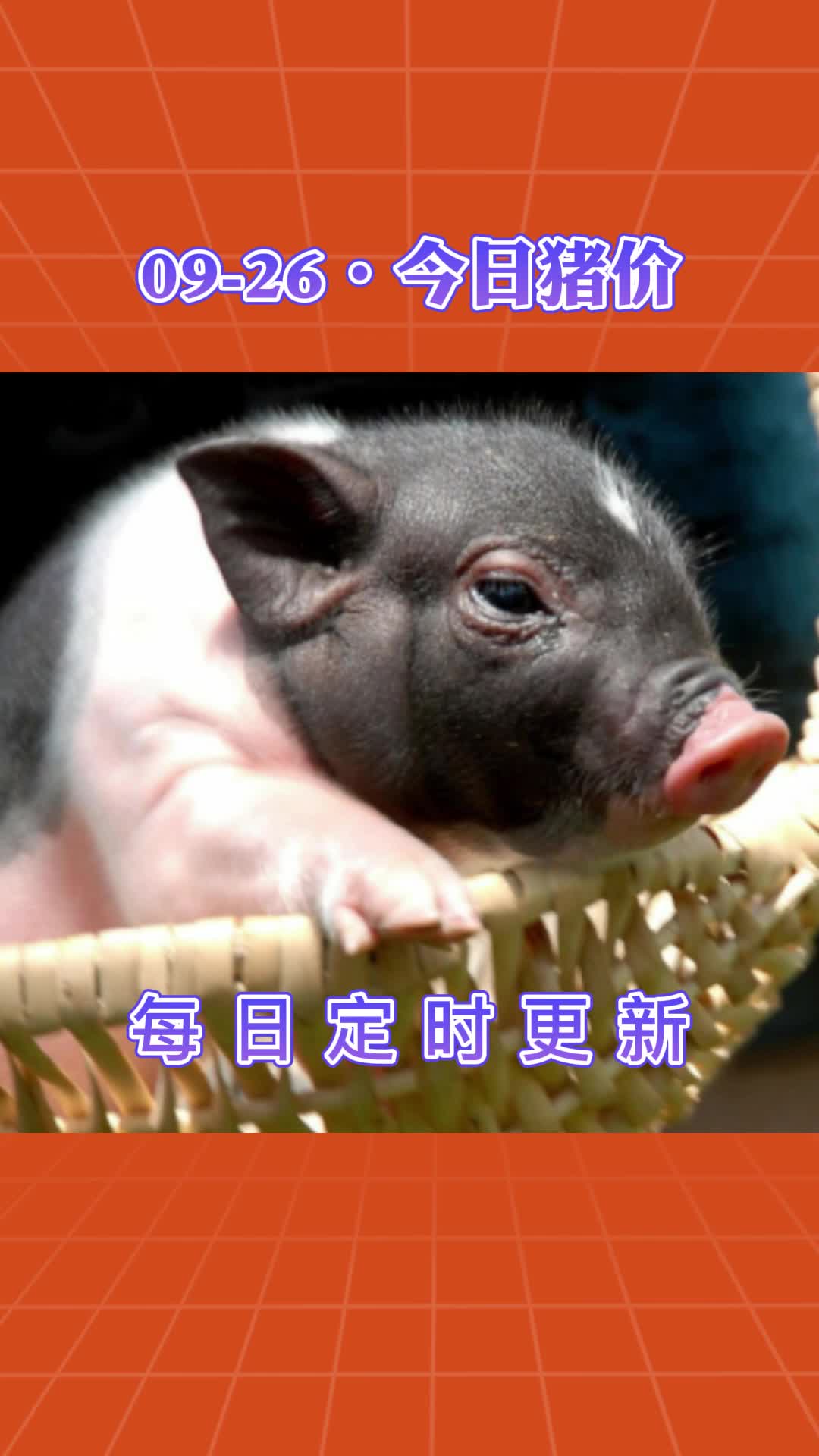 猪价即将跌破5元,迎来4元时代,东北继续“跌跌跌”#创作灵感 #养猪 #...