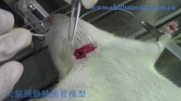 大鼠颈静脉插管模型