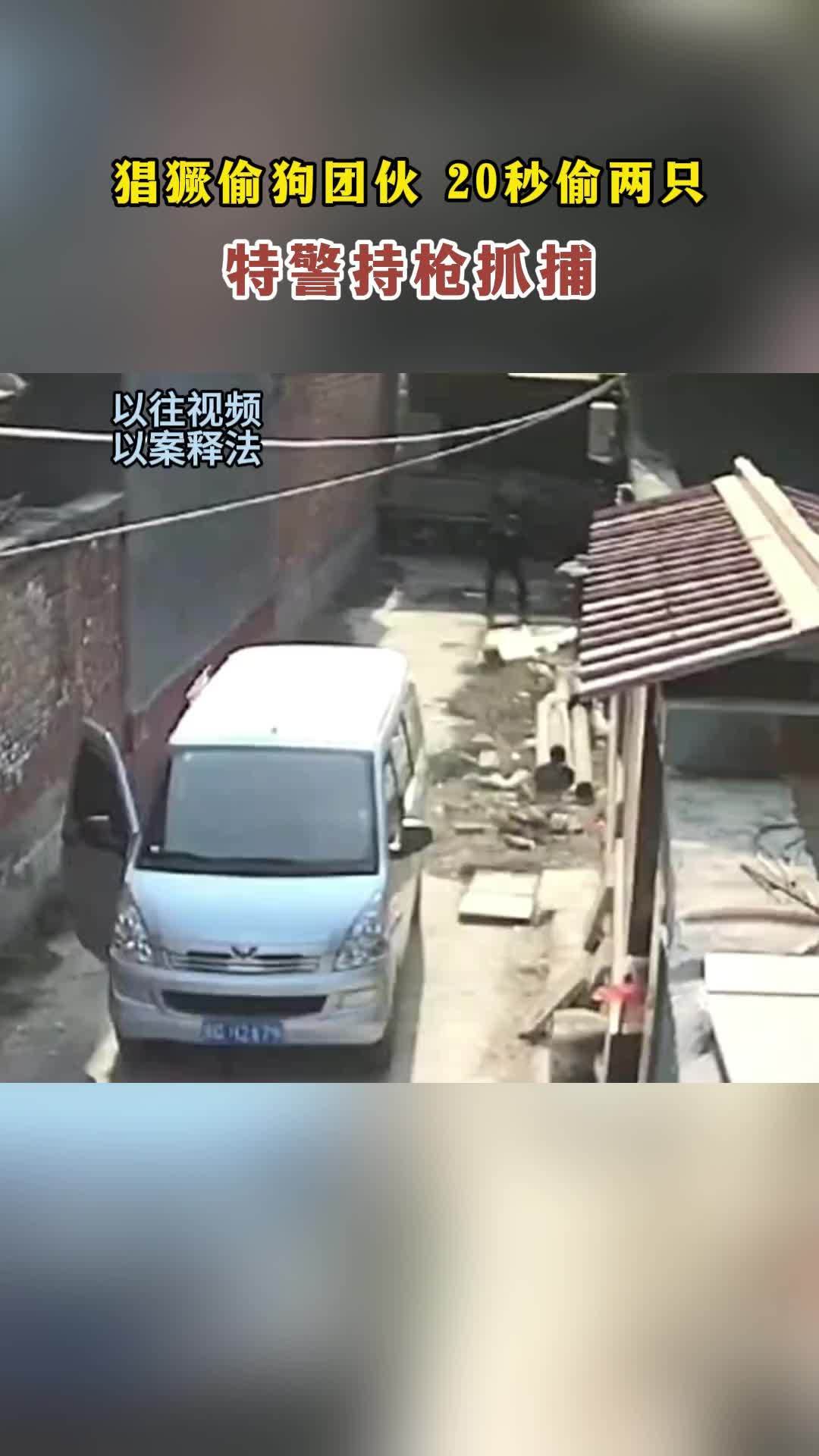 猖獗偷狗团伙,20秒偷两只,特警持枪抓捕