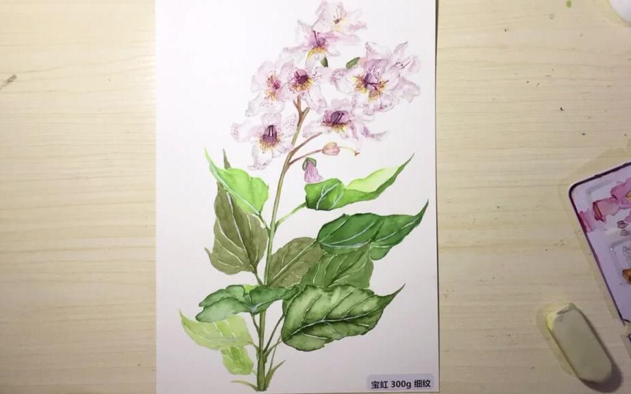水彩手绘楸树春天你好 人行道的楸树开花儿啦!看花花吧。油头乱入了,...