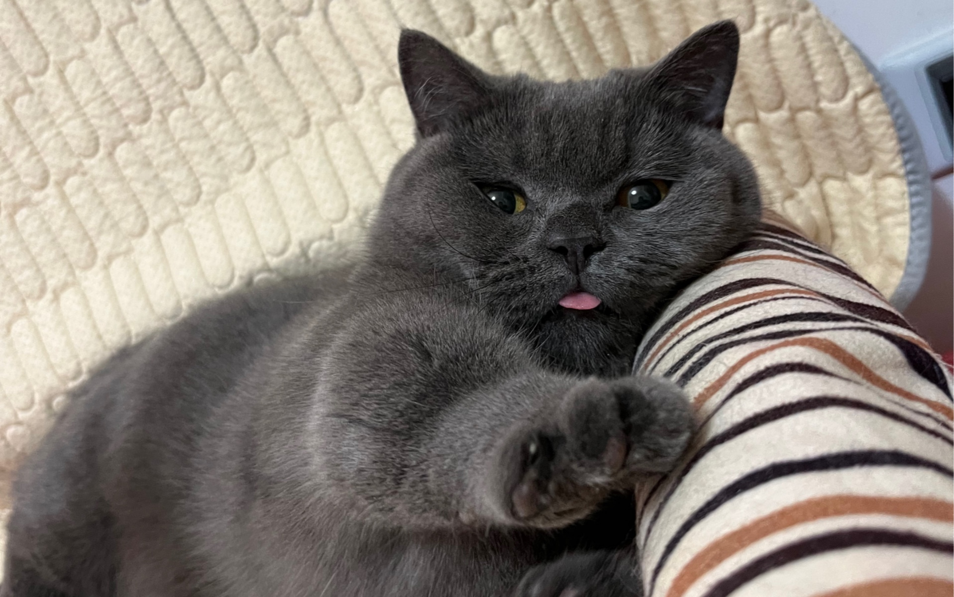 「老母亲经验分享」猫咪便血解决思路