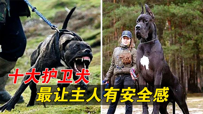 世界上最强十大护卫犬,排名第一的,我们都看着它的电视长大!