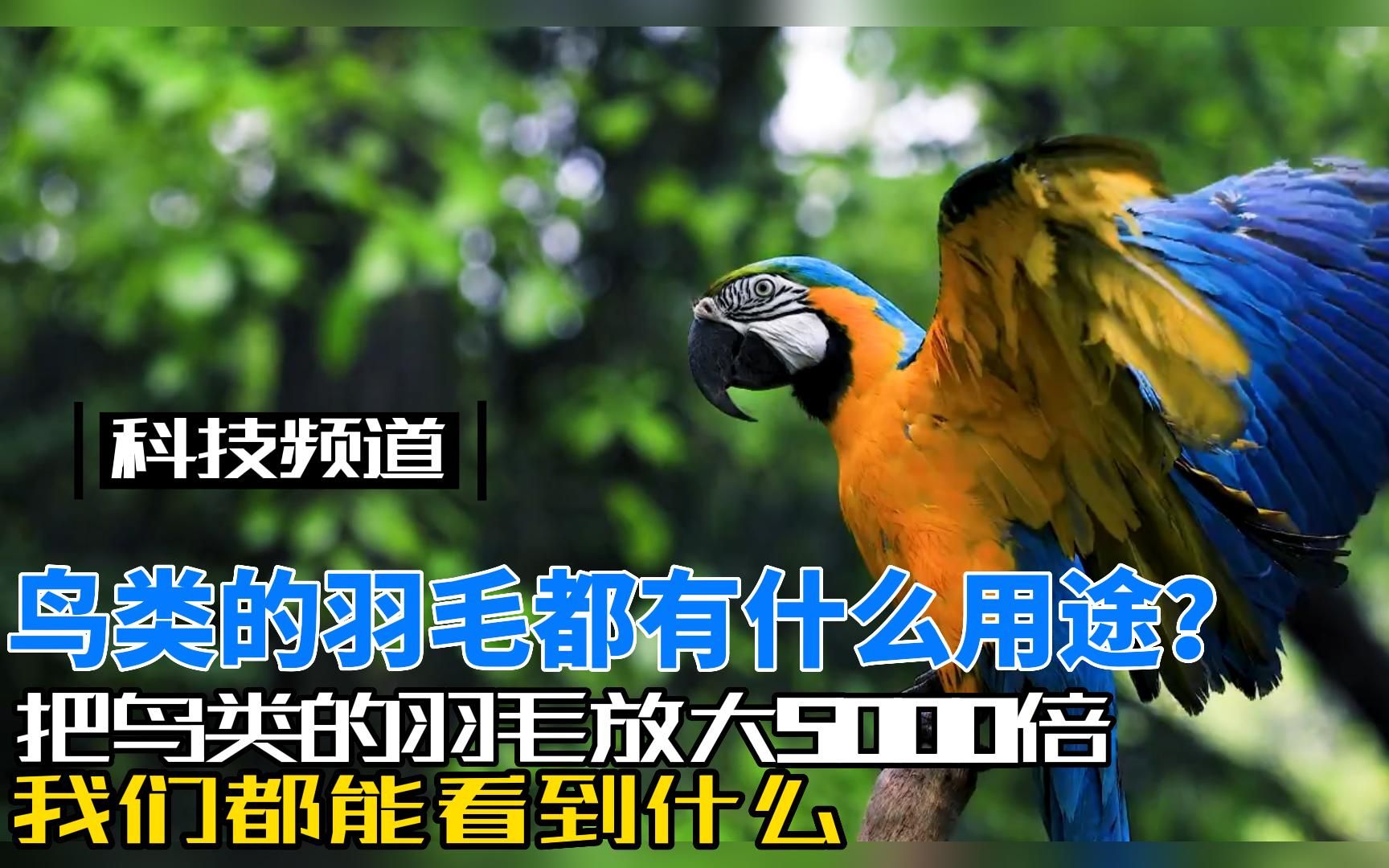 鸟的羽毛有多复杂你知道吗?羽毛都有什么用途?把羽毛放大5000倍是...