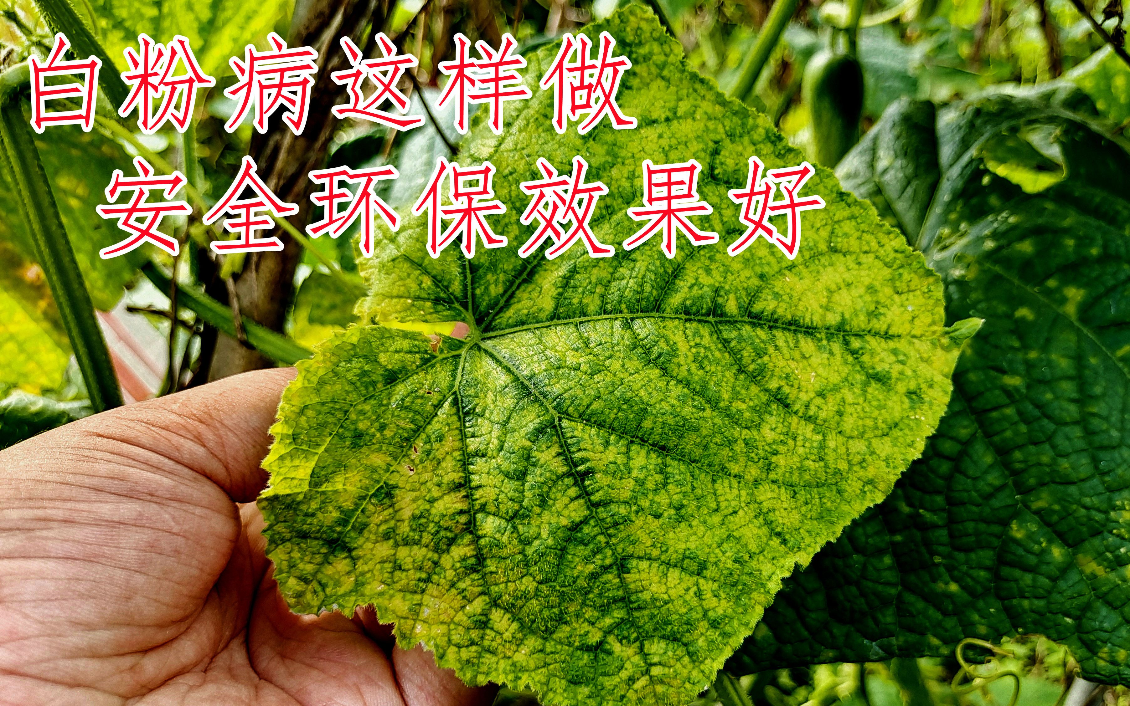 黄瓜染上白粉病怎么办,别再使用农药了,这样操作环保又安全