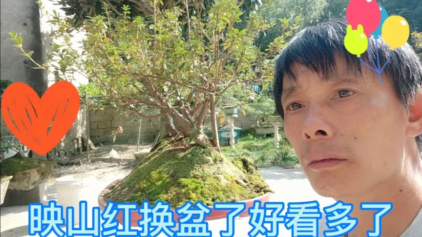映山红换盆漂亮多了,外地老板看到了想买,出650元我没舍得卖