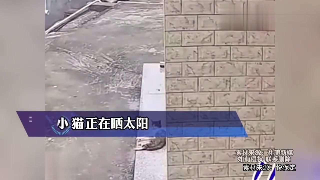 小猫正在晒太阳,突然窜出来一条狗撕咬小猫