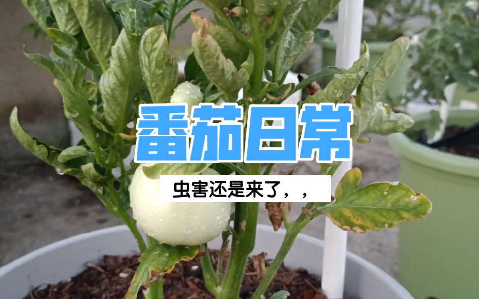 番茄日常8-从播种到开花结果的种植体验和养护过程。入夏以后番茄的...