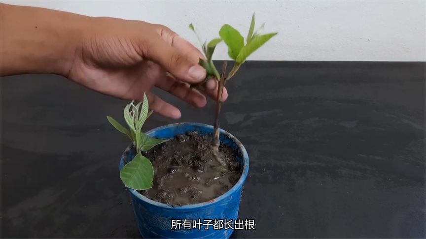 用芒果树干怎么培育幼苗?繁殖技术原来这么简单,在家就能种植