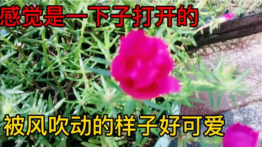 拍到太阳花开放那一霎那,看花儿开放,分享给大家一起欣赏