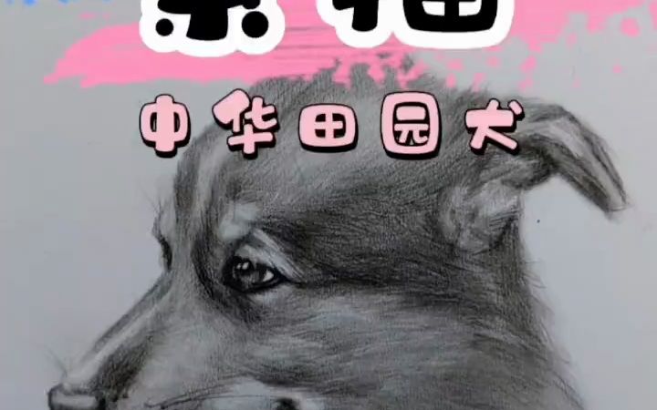 素描狗狗的简单详细教程