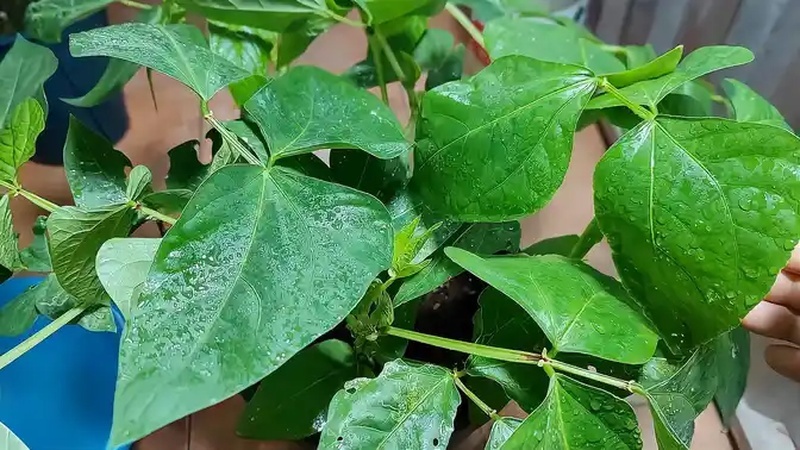 尿素别单独使用,只要加点"小东西",养根又壮苗,用过都说好