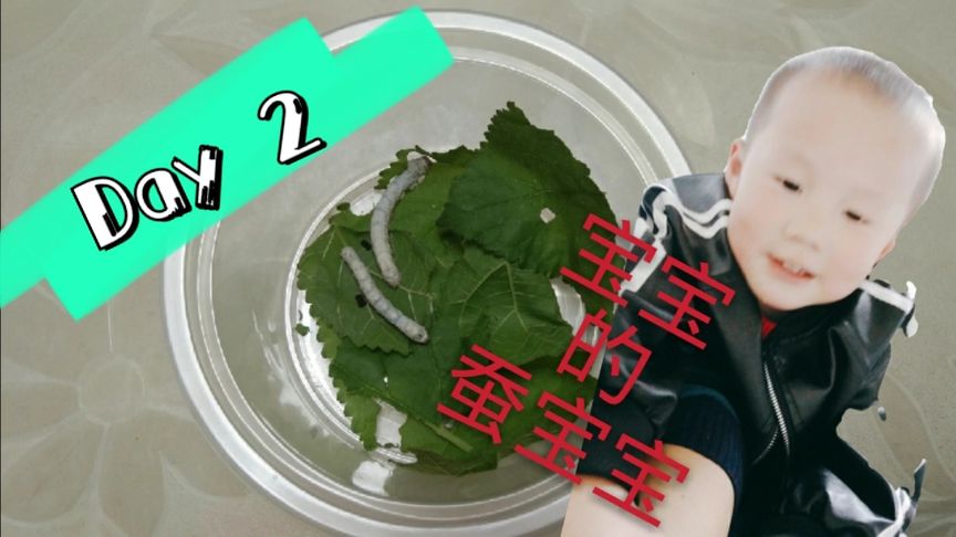 《宝宝的蚕宝宝》之:到家第二天记录四条蚕宝宝的长大过程。