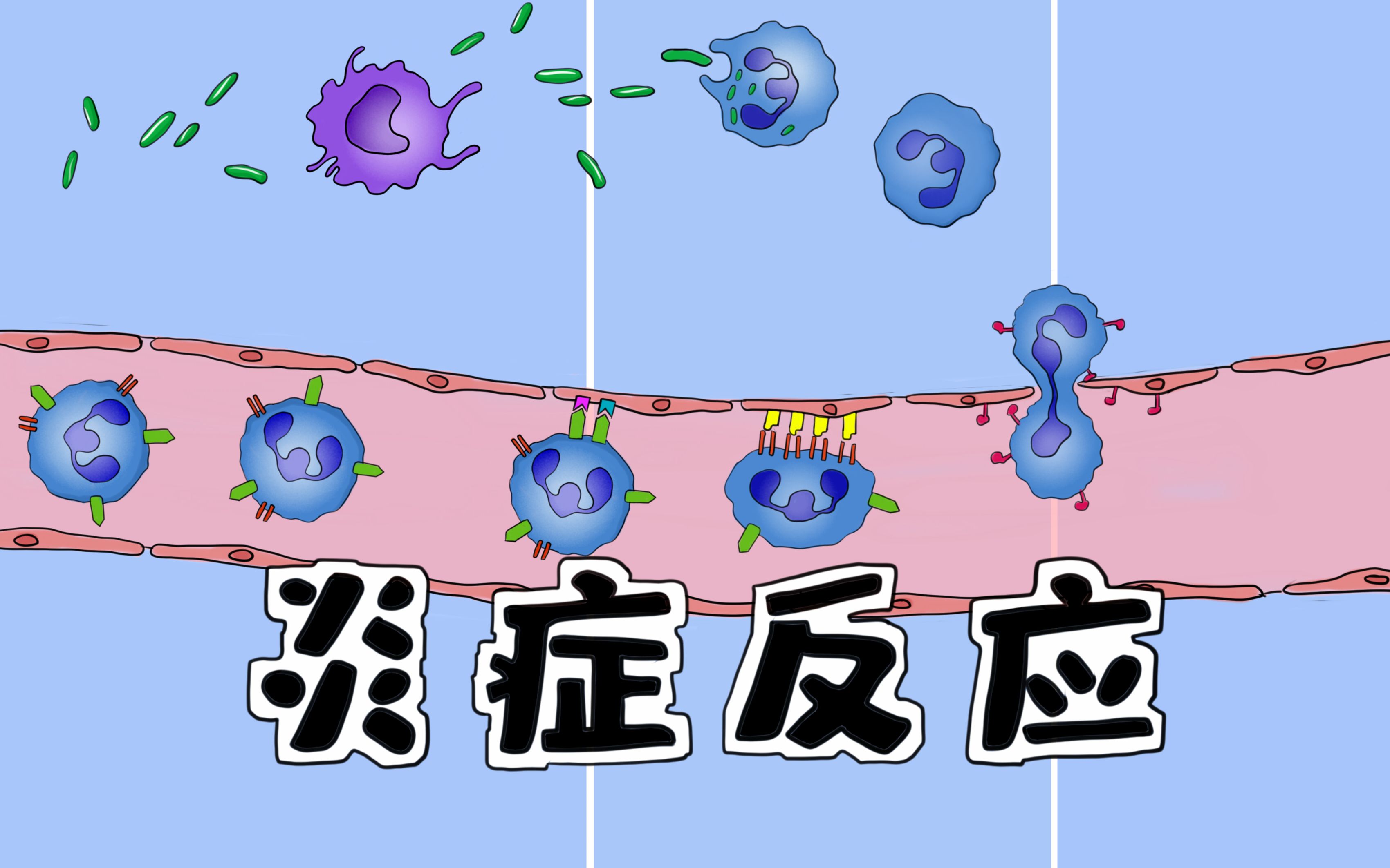手绘动画 | 炎症反应全过程+白细胞渗出过程
