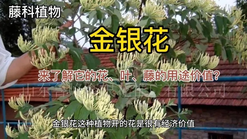 金银花的经济价值:花、叶、藤皆有用途!