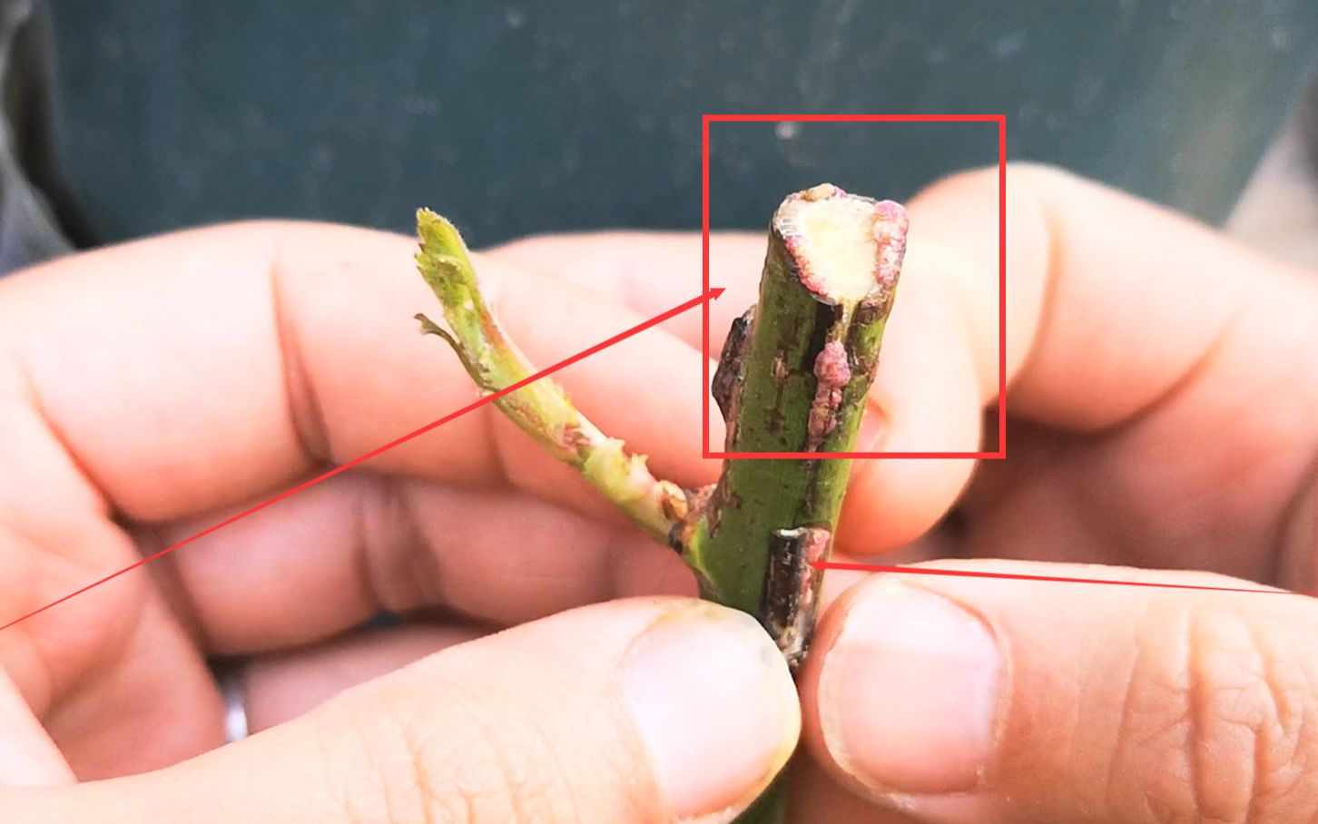 愈伤组织长什么样?我们拆开一个嫁接口,给大家看一下